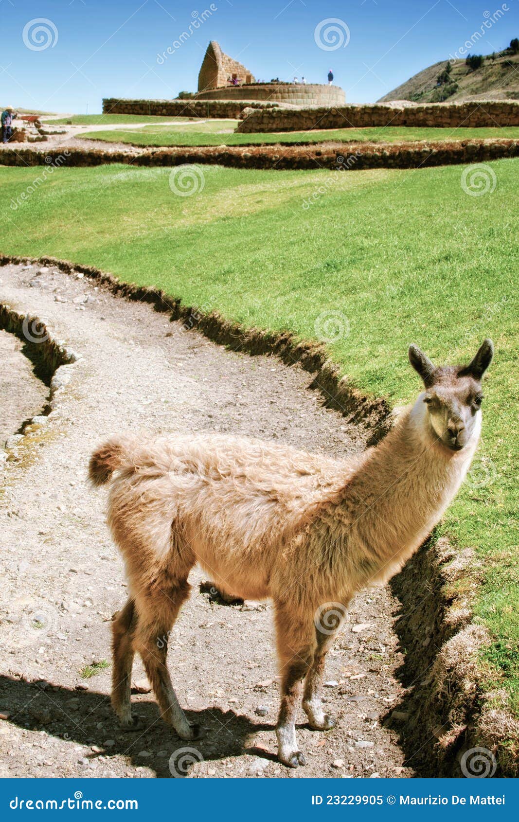 Llama in Front of Ingapirca Ruins Stock Image - Image of temple ...