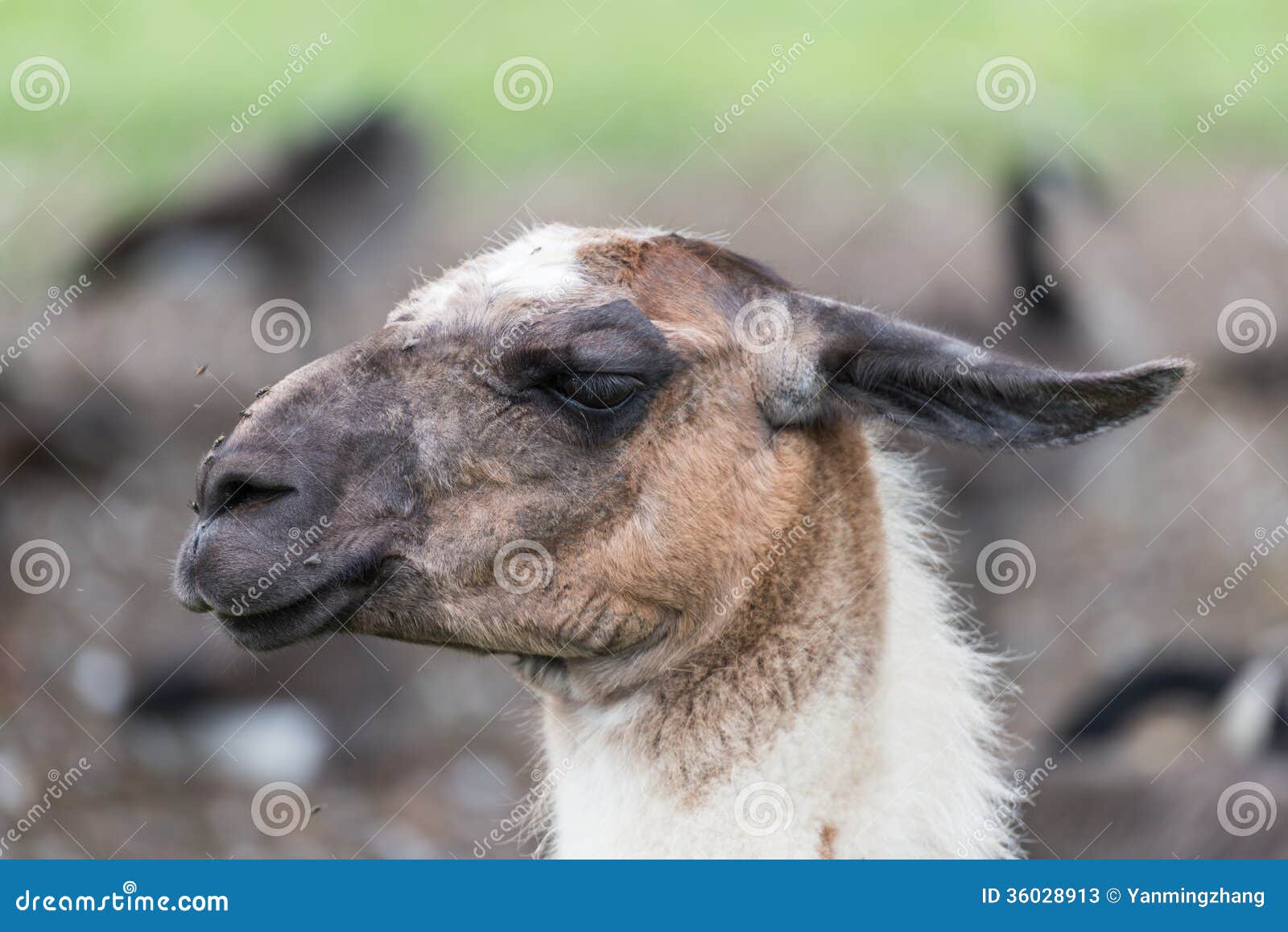 Llama on grass field stock image. Image of looking, nature - 36028913