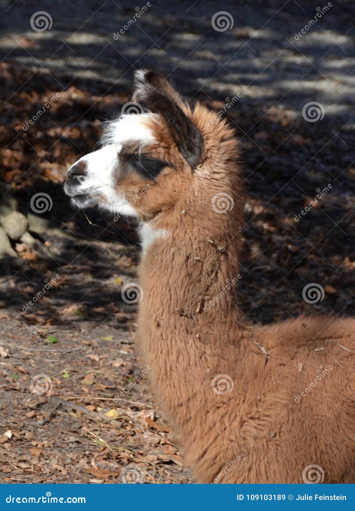 Llama stock image. Image of cute, farm, farmyard, domesticated - 109103189