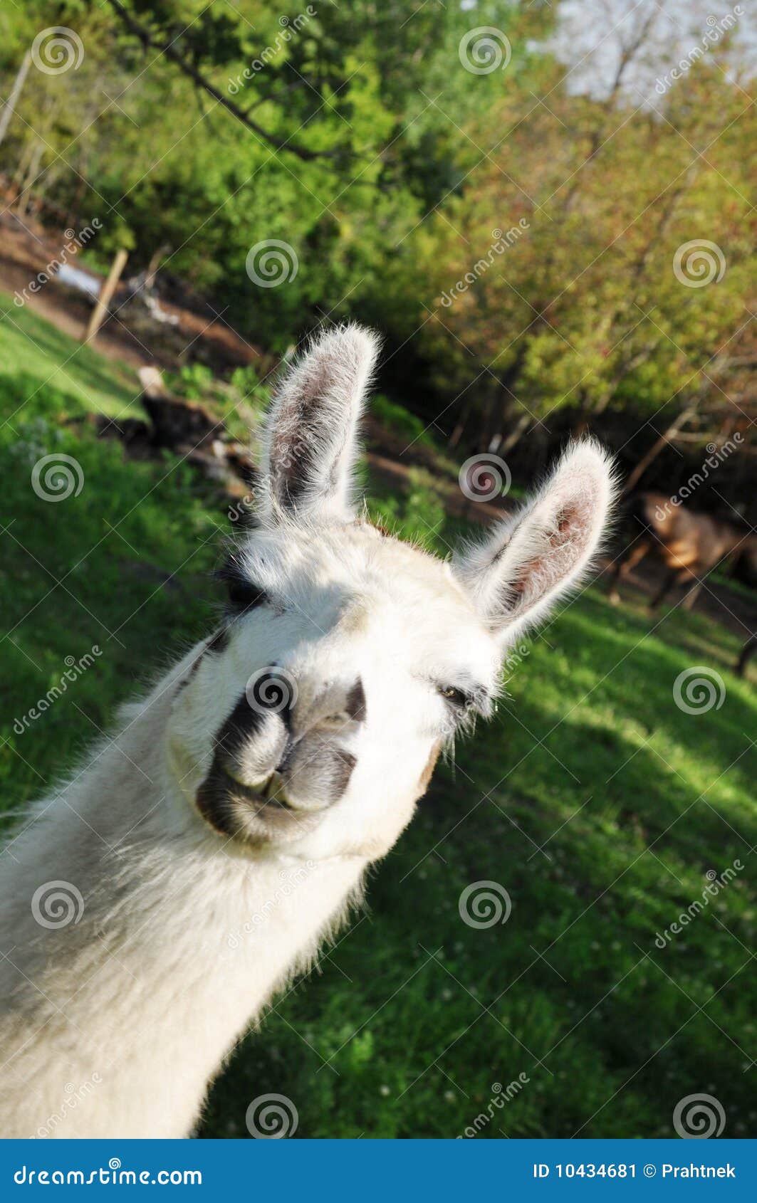 Llama happy stock image. Image of farm, outdoors, hair - 10434681