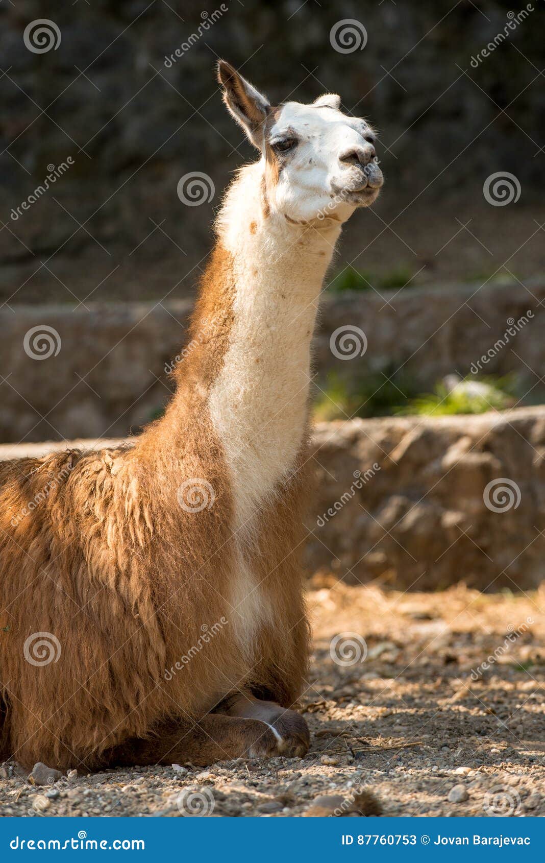 Llama laying in a zoo stock image. Image of head, neck - 87760753