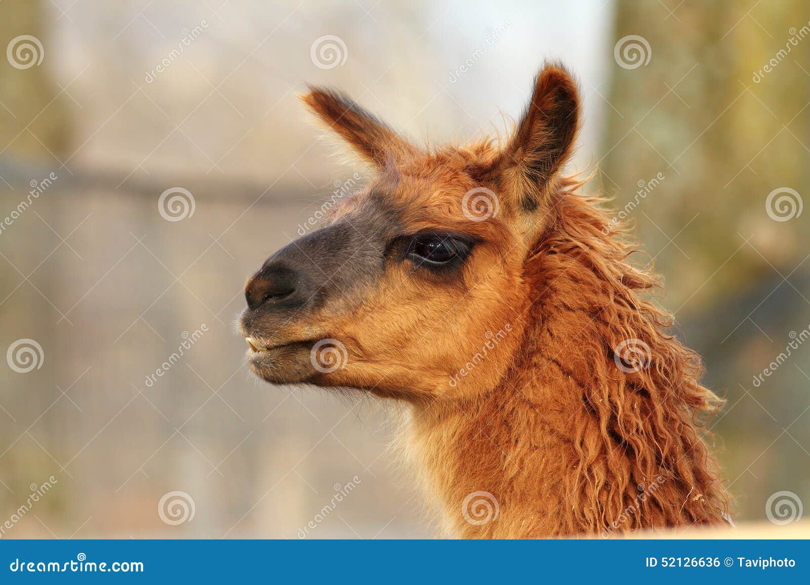 Llama Head Profile With Blue Eyes Royalty-Free Stock Photo ...