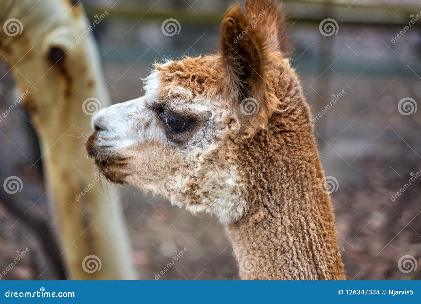 Llama head close up stock photo. Image of open, mouth - 126347334