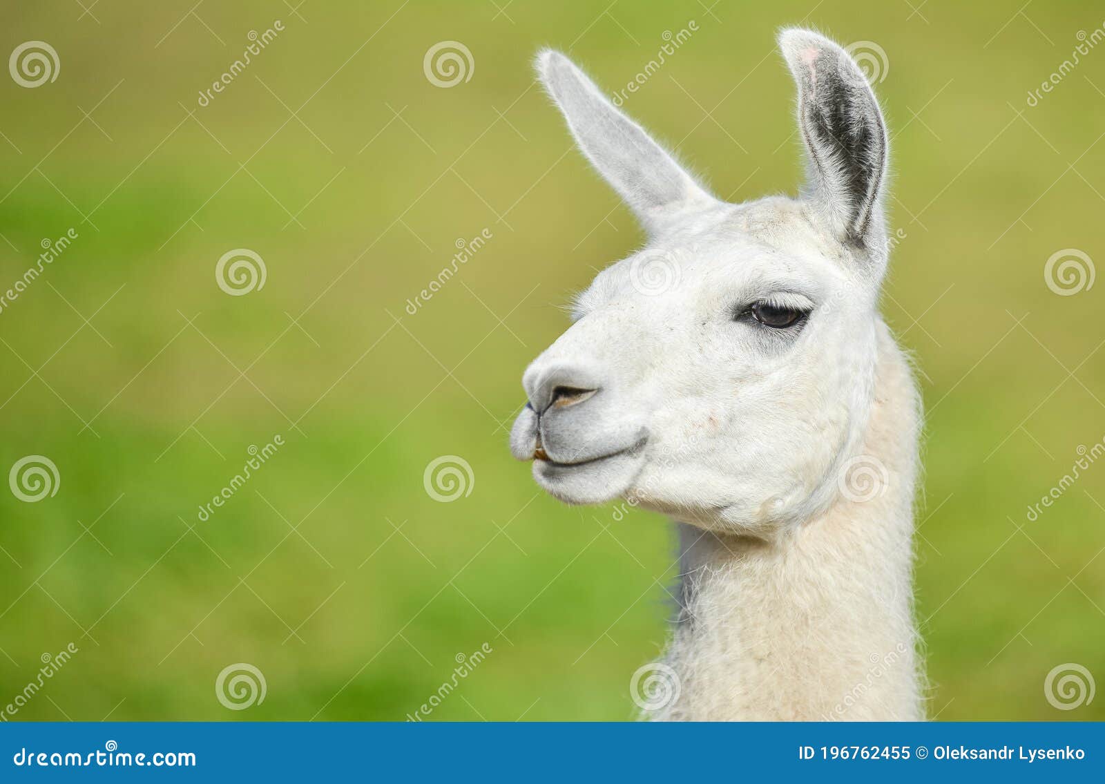 Llama, head closeup stock image. Image of farms, neck - 196762455