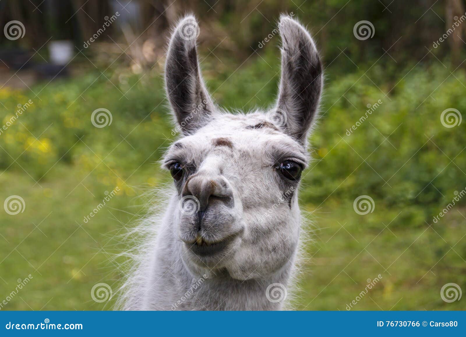 Llama, 2016 stock photo. Image of gray, green, animal - 76730766