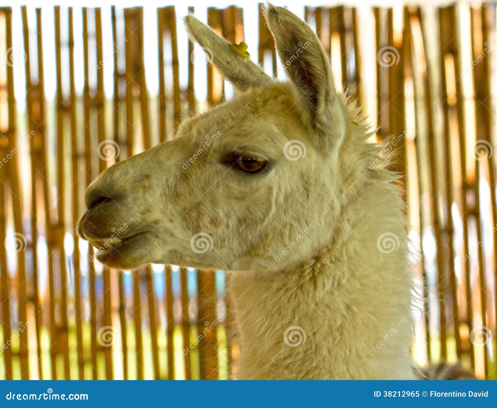 Llama head, side view stock image. Image of close, head - 38212965