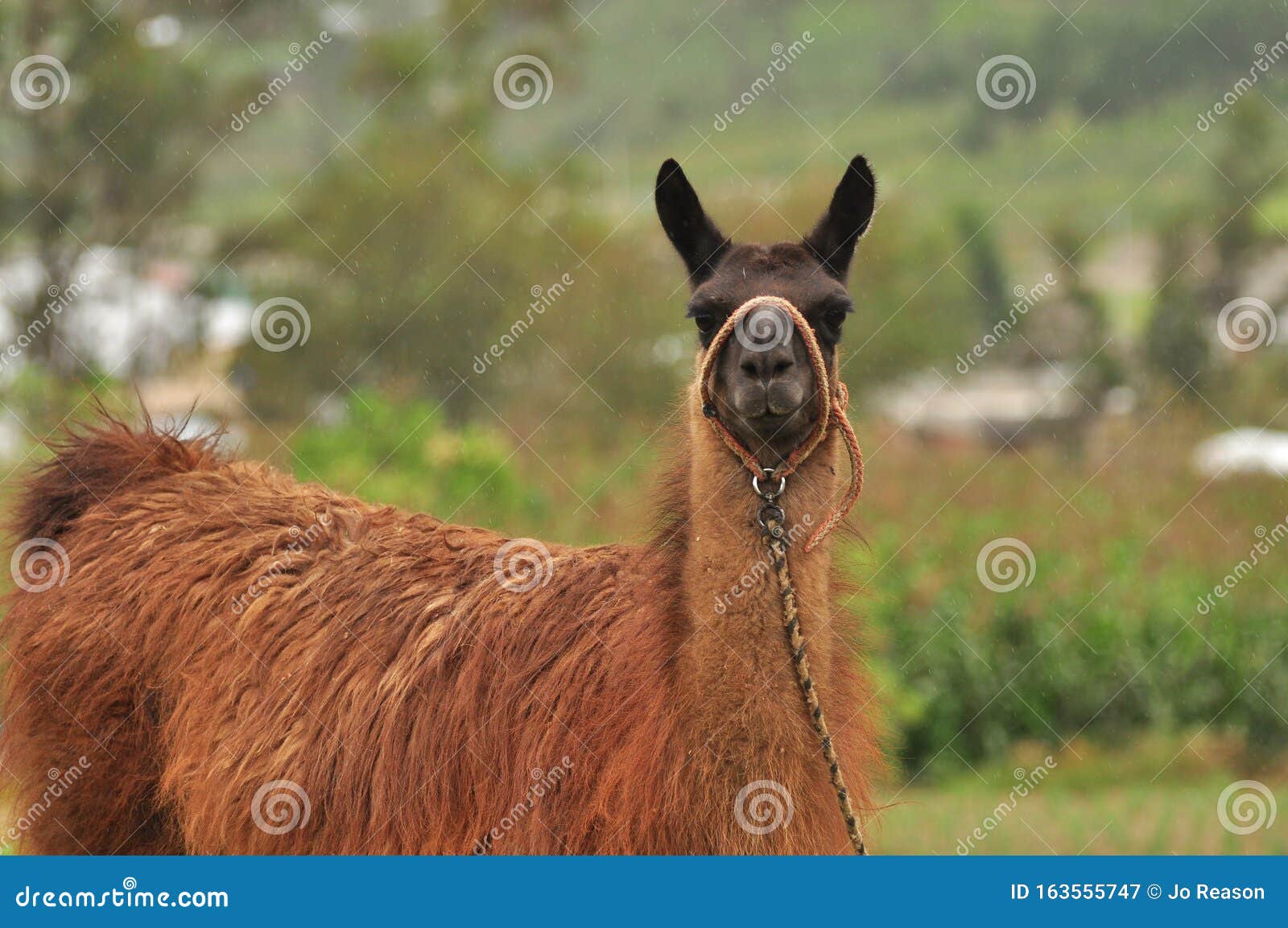 Llama in Ecuador stock image. Image of lama, ecuador - 163555747