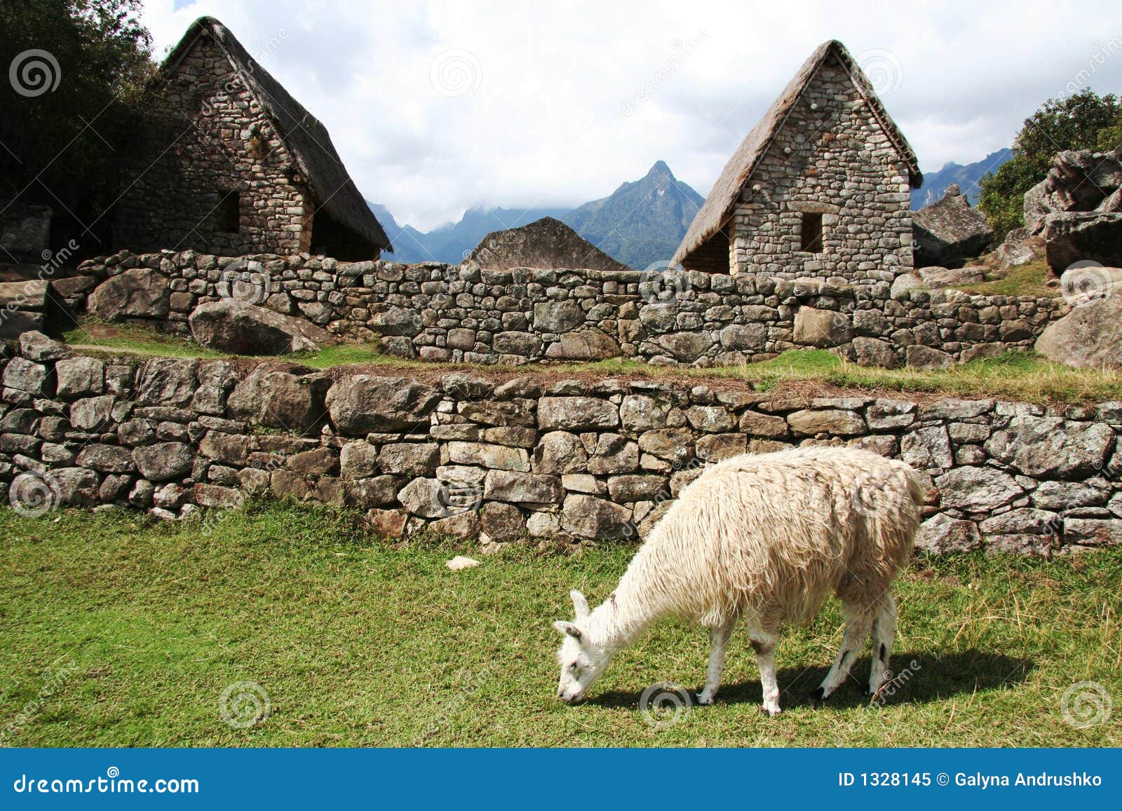 Llama in the Incas City Machu-Picchu Stock Image - Image of agriculture ...