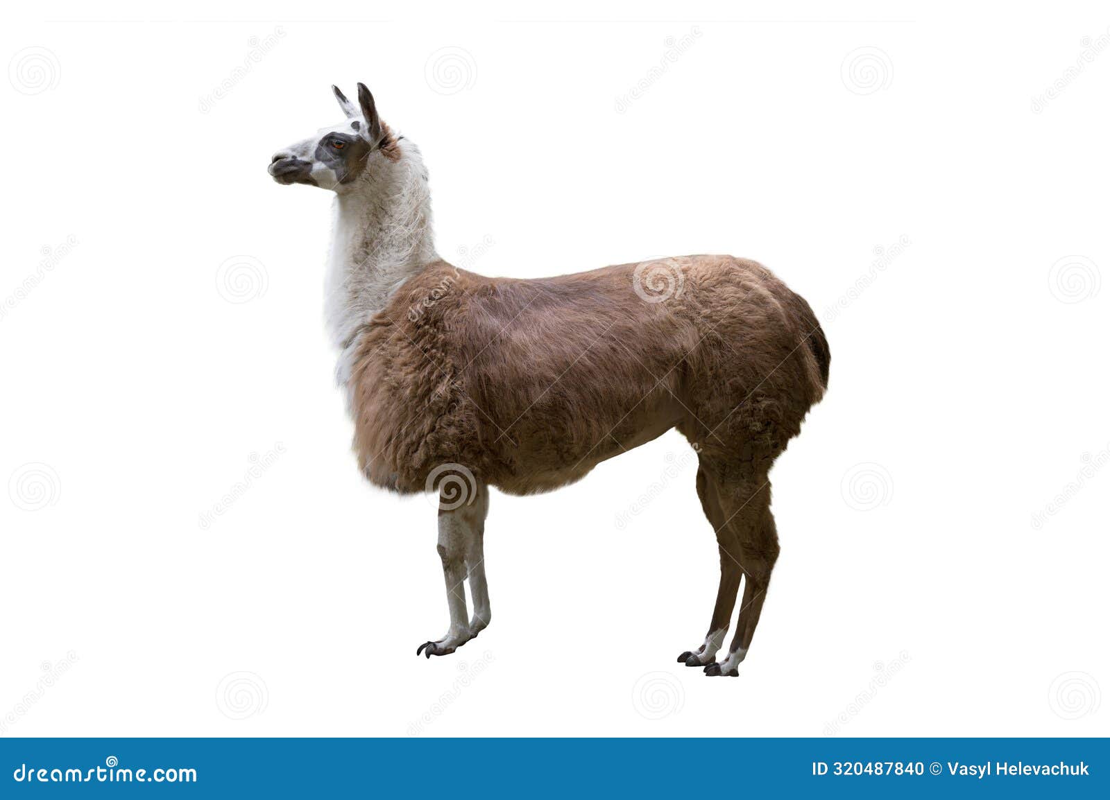 Llama Isolated on White Happy Monday Stock Photo - Image of animals ...