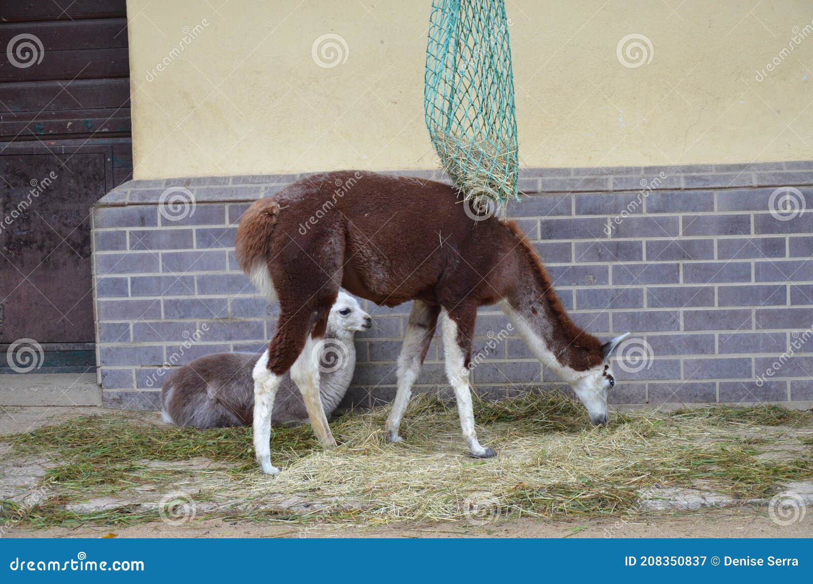 Llama Lama in the Frankfurt Zoo Outdoors Stock Image - Image of nature ...