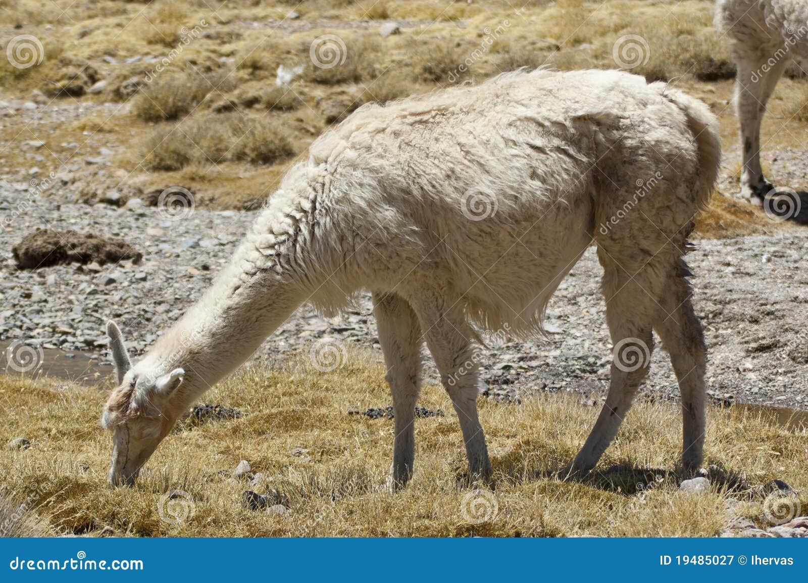 Llama (Lama glama) stock image. Image of park, lauca - 19485027