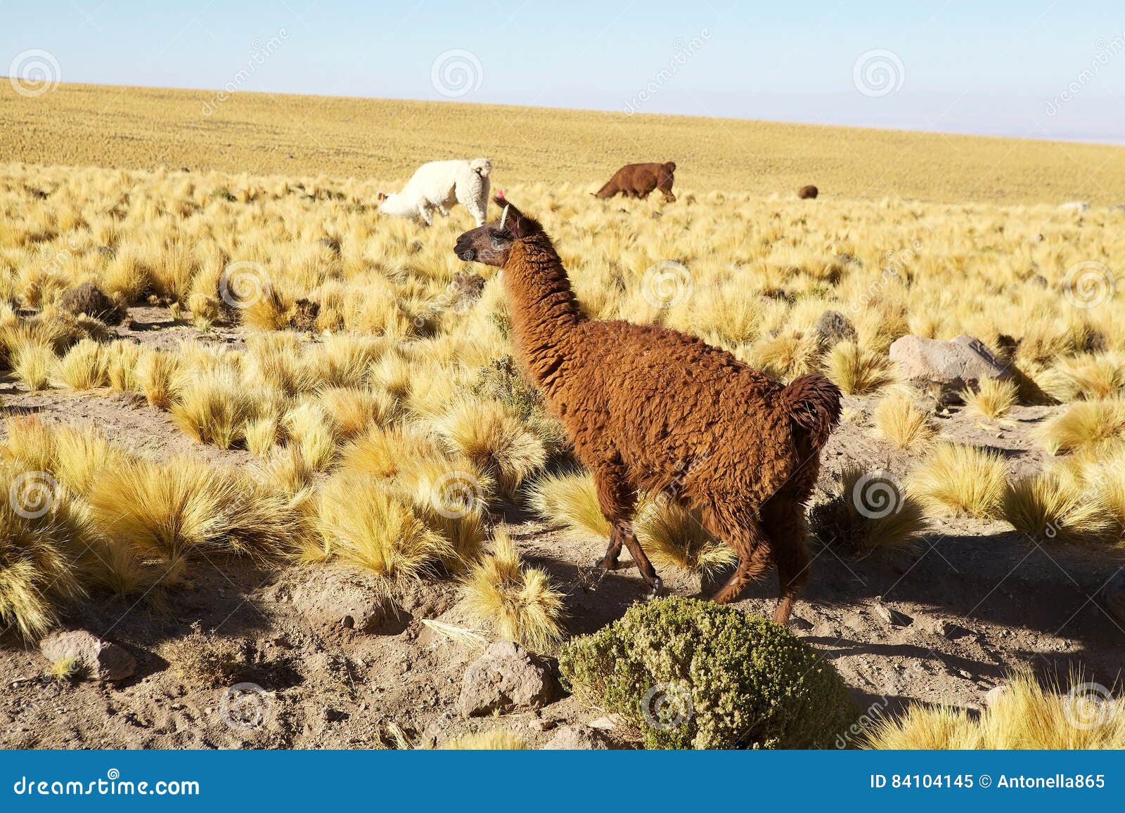 Llama lama glama stock image. Image of wilderness, outdoor - 84104145