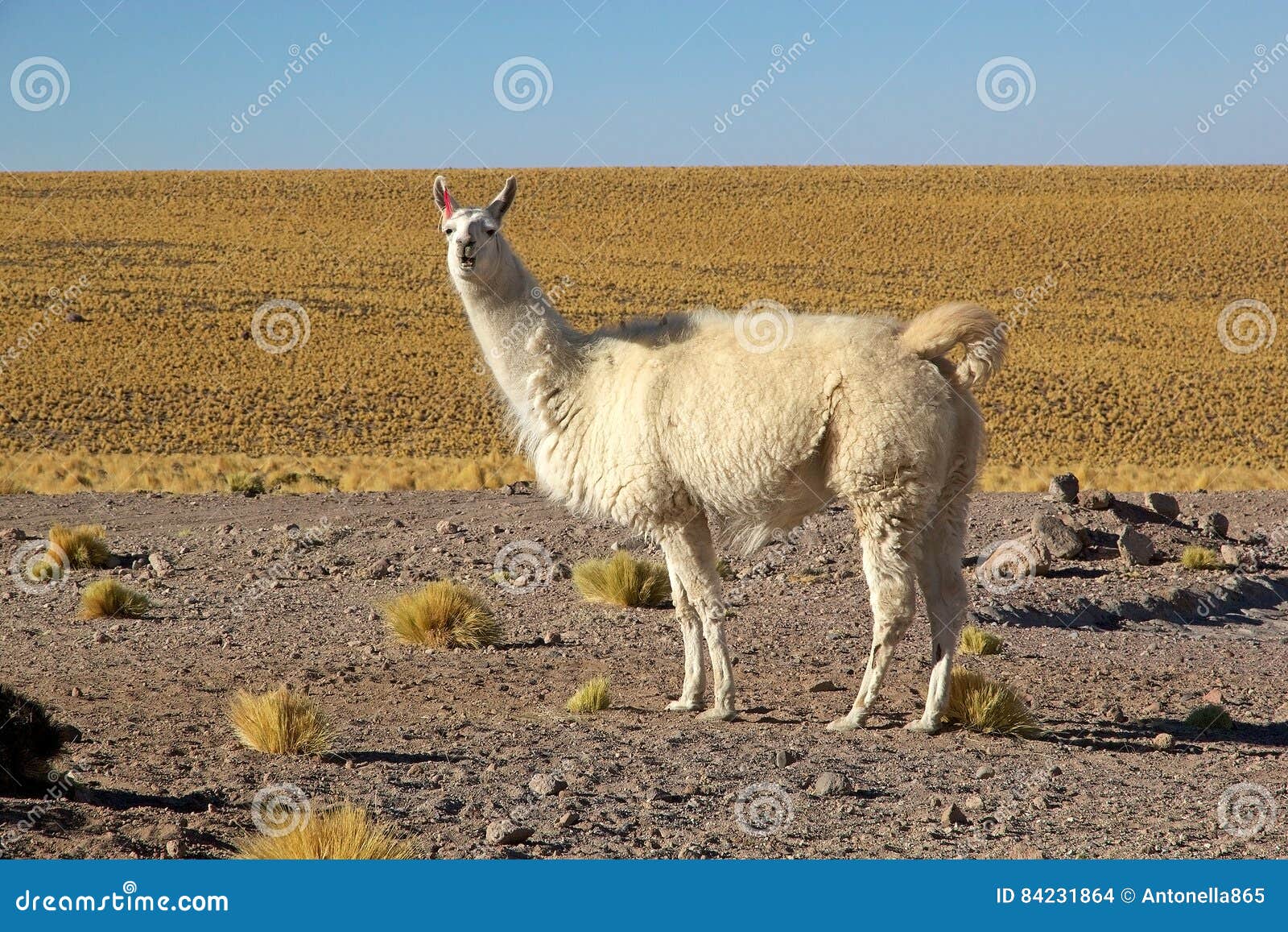 Llama lama glama stock photo. Image of desert, chilean - 84231864