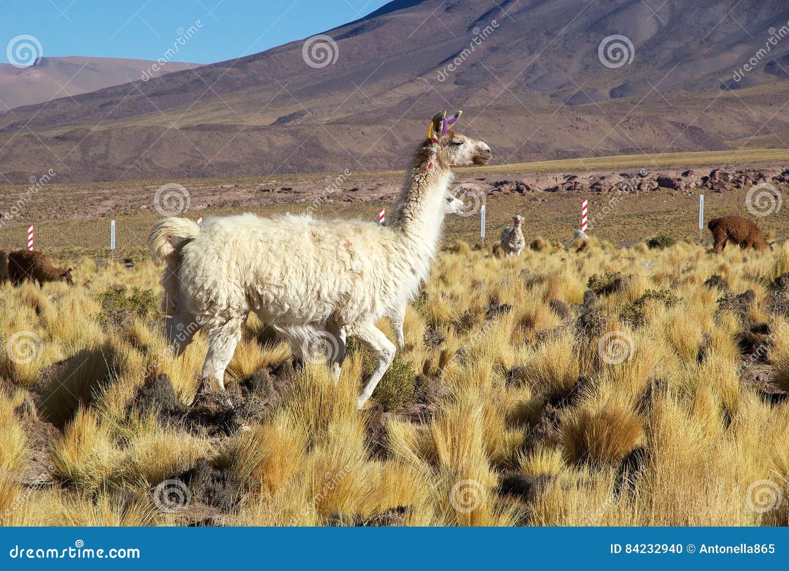 Llama lama glama stock photo. Image of desert, outdoor - 84232940