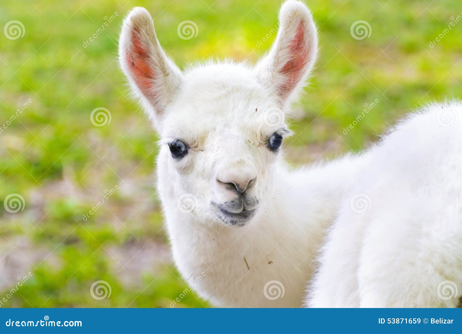 Llama (Lama glama) baby stock image. Image of llama, camelid - 53871659