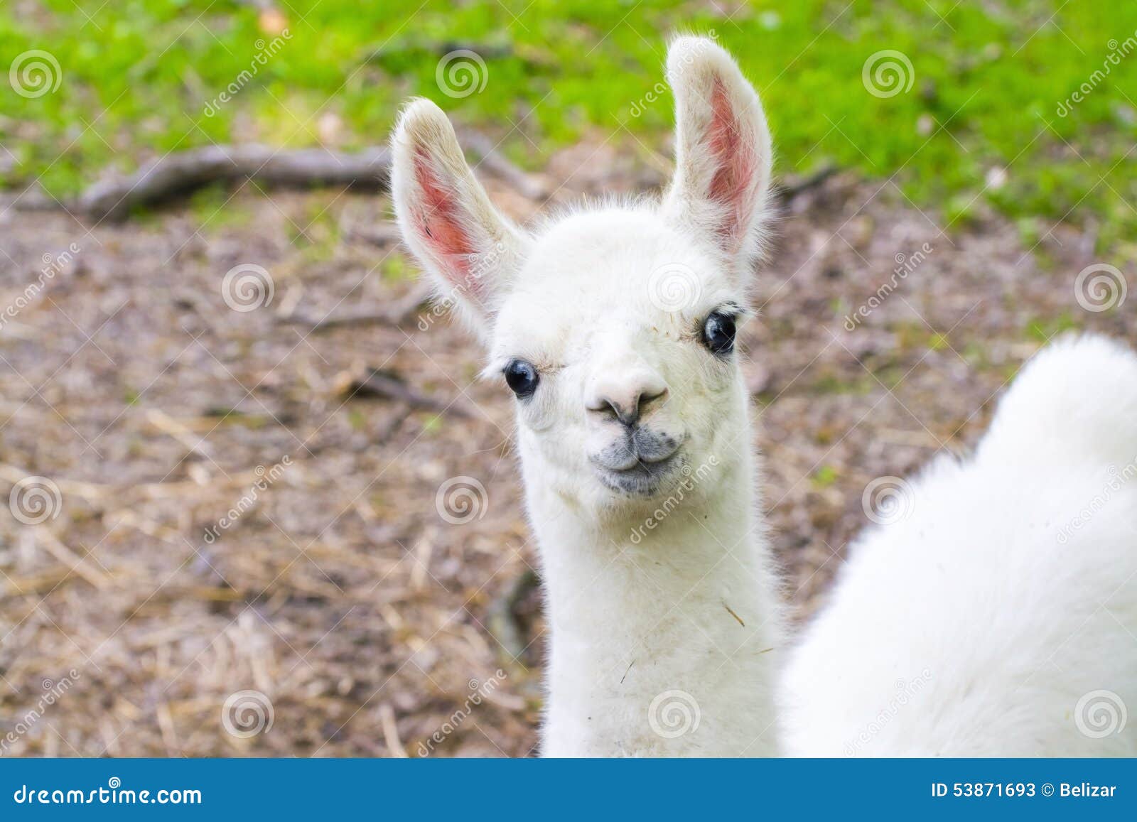 Llama (Lama glama) baby stock image. Image of south, lama - 53871693