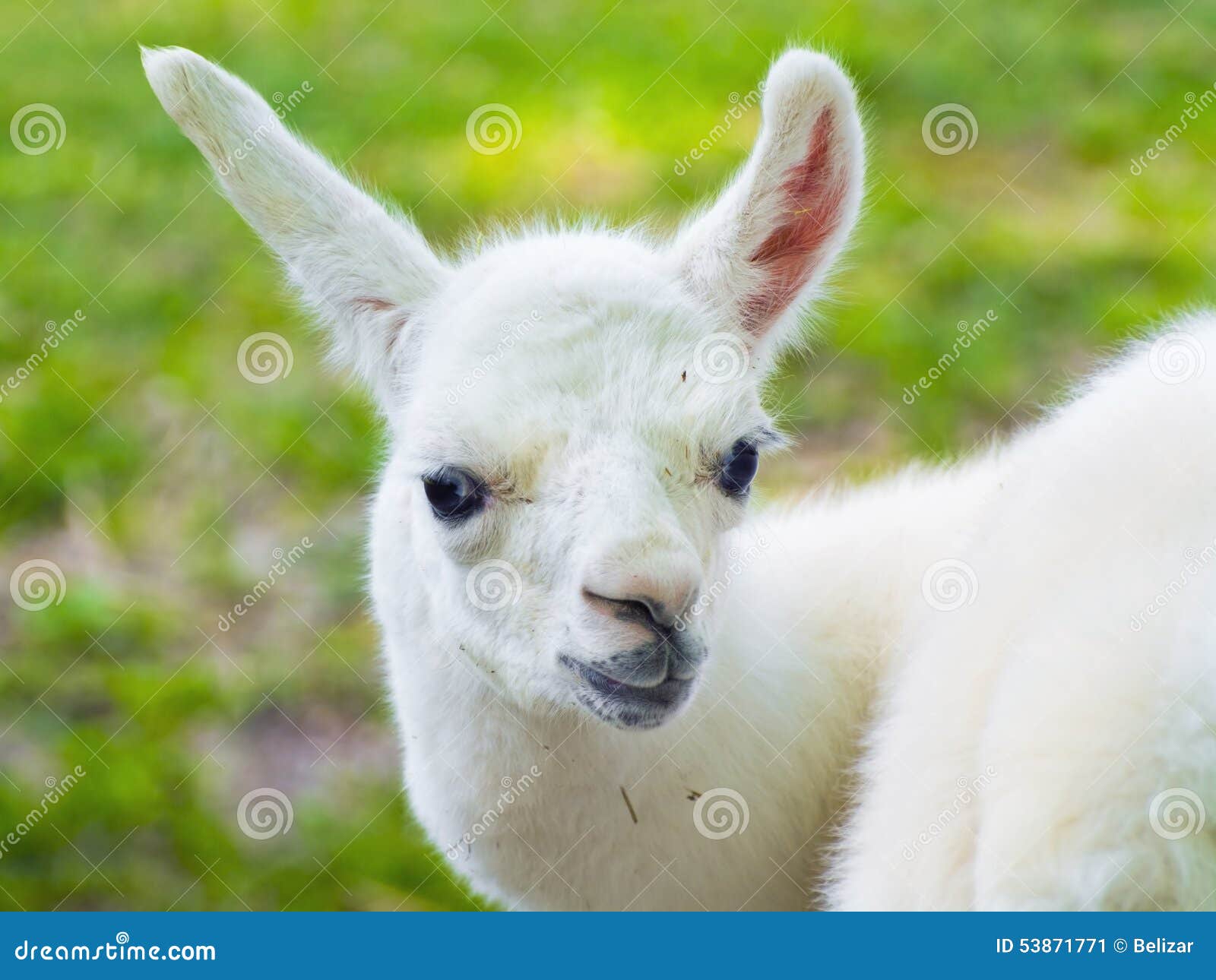 Llama (Lama glama) baby stock image. Image of south, camelidae - 53871771