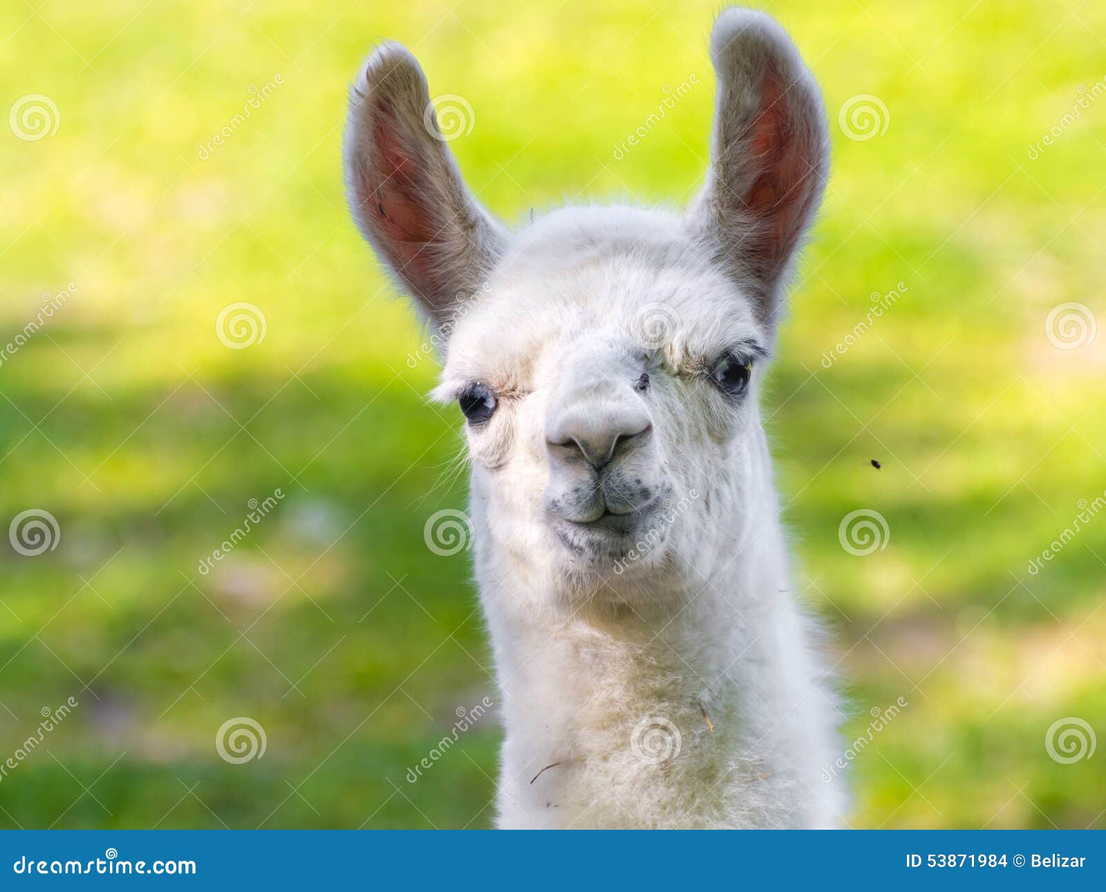 Llama (Lama glama) baby stock photo. Image of white, offspring - 53871984
