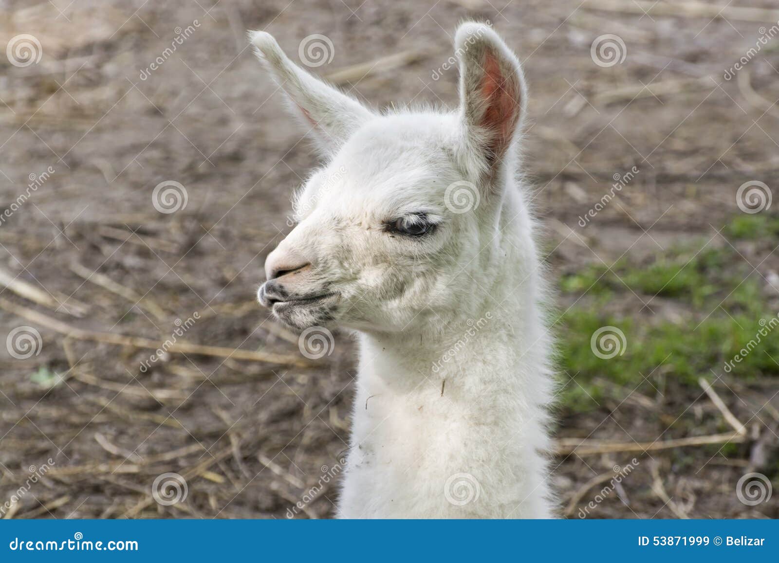 Llama (Lama glama) baby stock image. Image of calf, south - 53871999