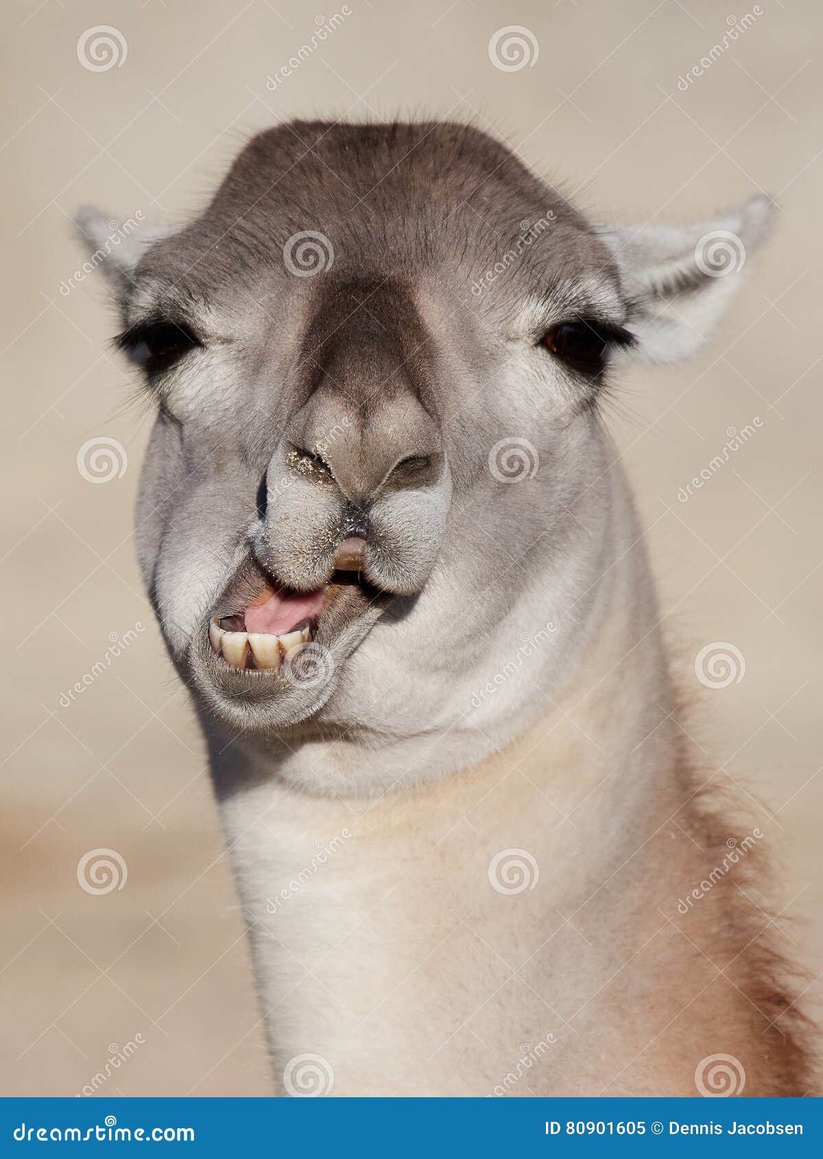 Llama Lama glama stock image. Image of llama, teeth, laughing - 80901605