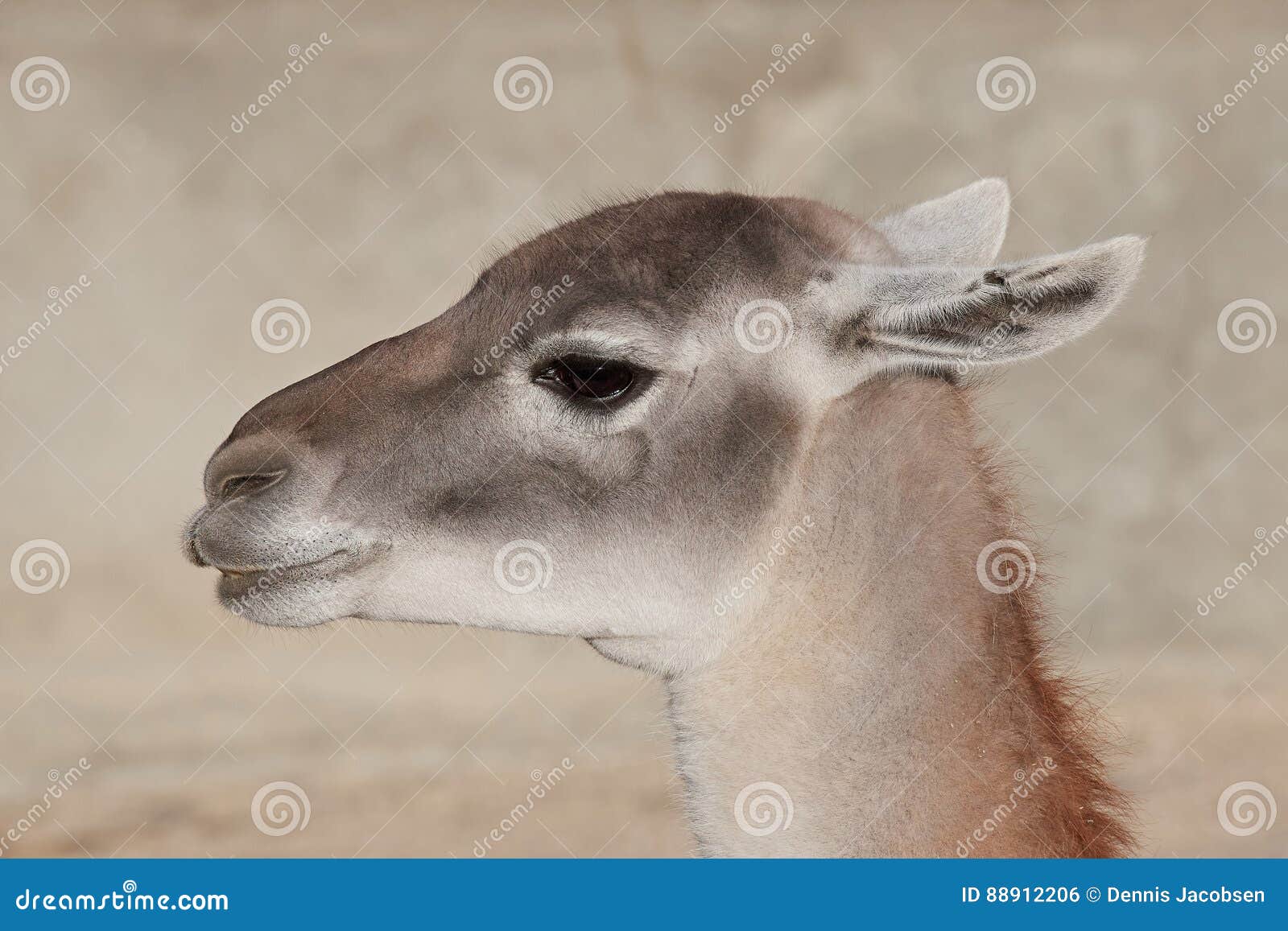 Llama Lama glama stock photo. Image of face, mammal, portrait - 88912206