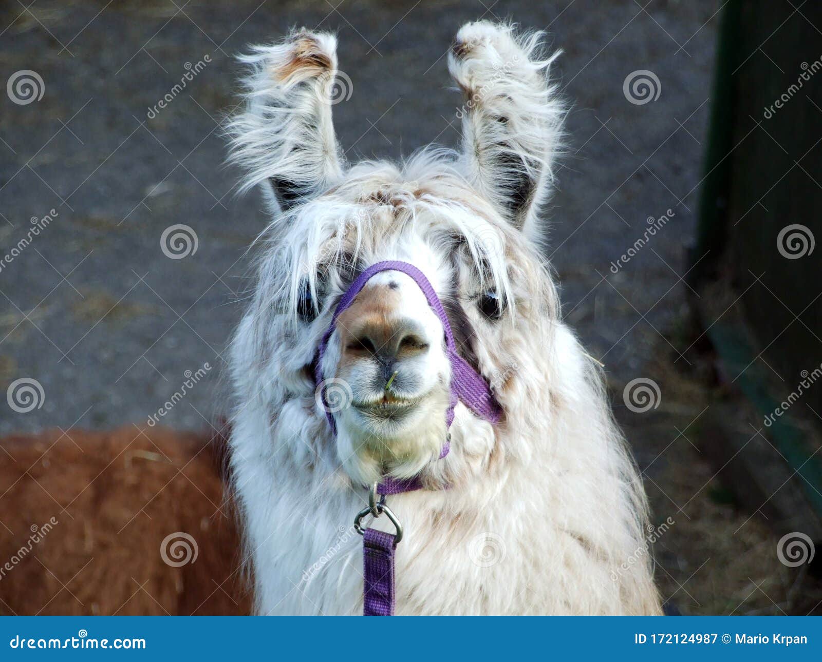 The Llama Lama Glama, Das Lama or Ljama Stock Image - Image of ...