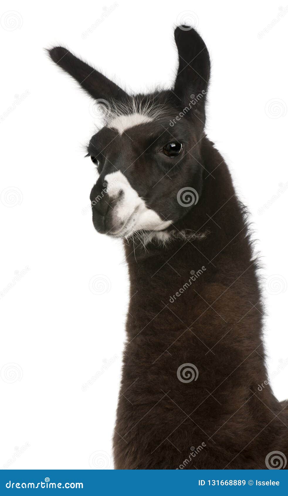 104 Cute Llama Front View Stock Photos - Free & Royalty-Free Stock ...