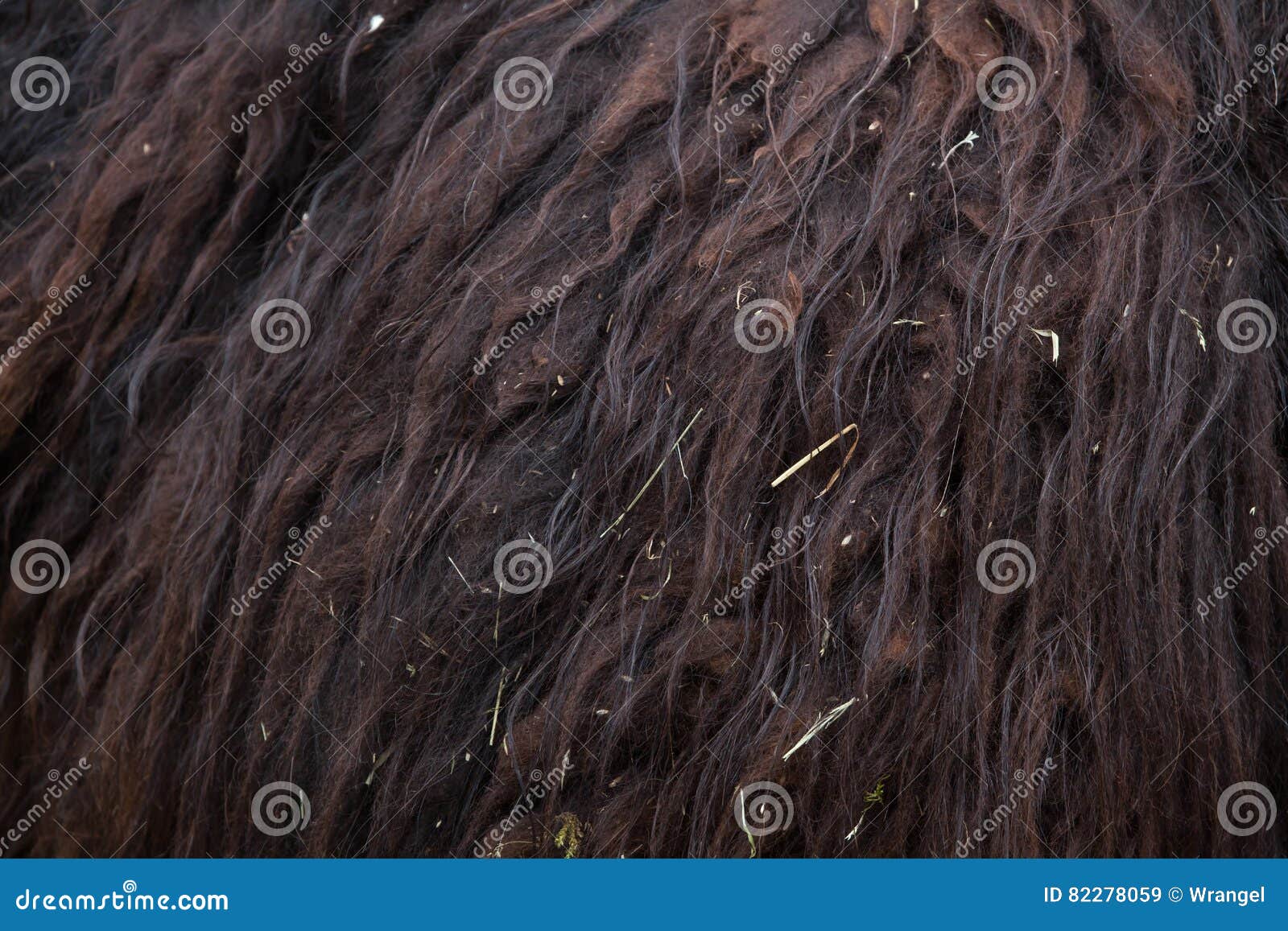 Llama Lama Glama. Fur Texture Stock Image - Image of andean, camelids ...