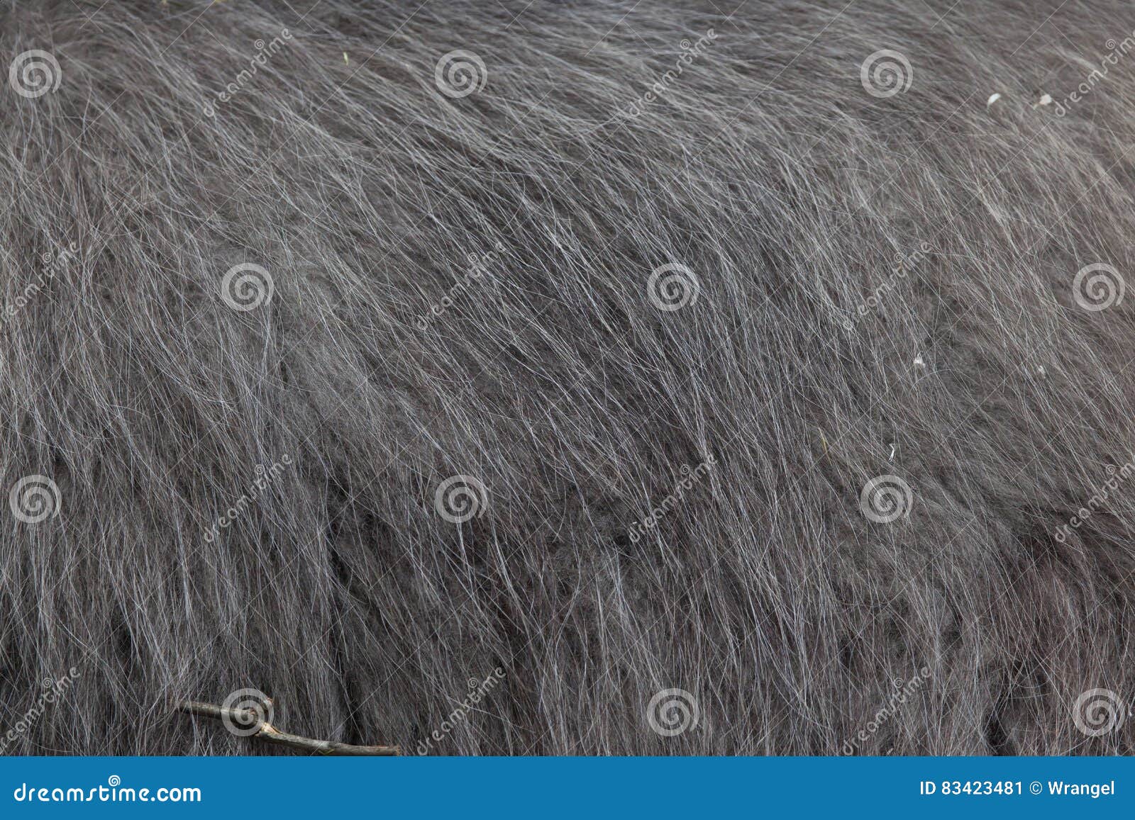 Llama Lama Glama. Fur Texture Stock Image - Image of bolivia, animals ...