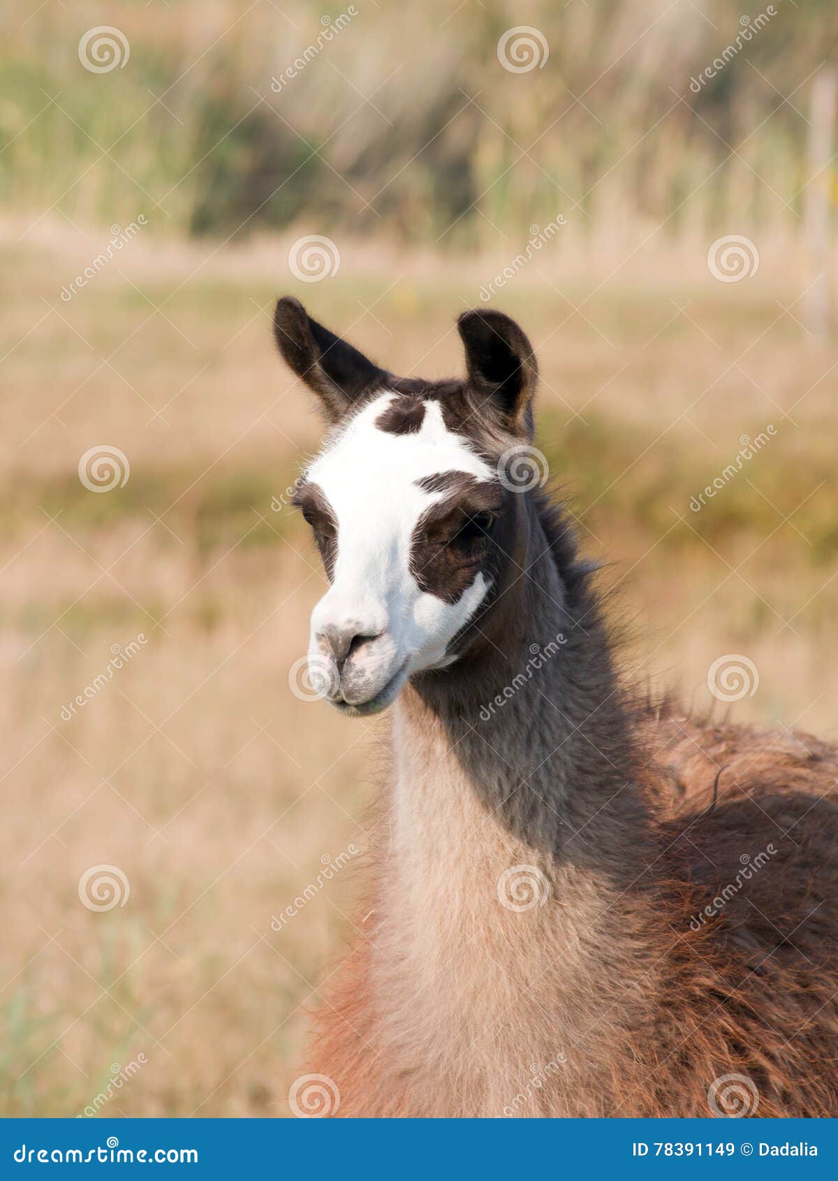 Llama (Lama glama) stock image. Image of white, andes - 78391149