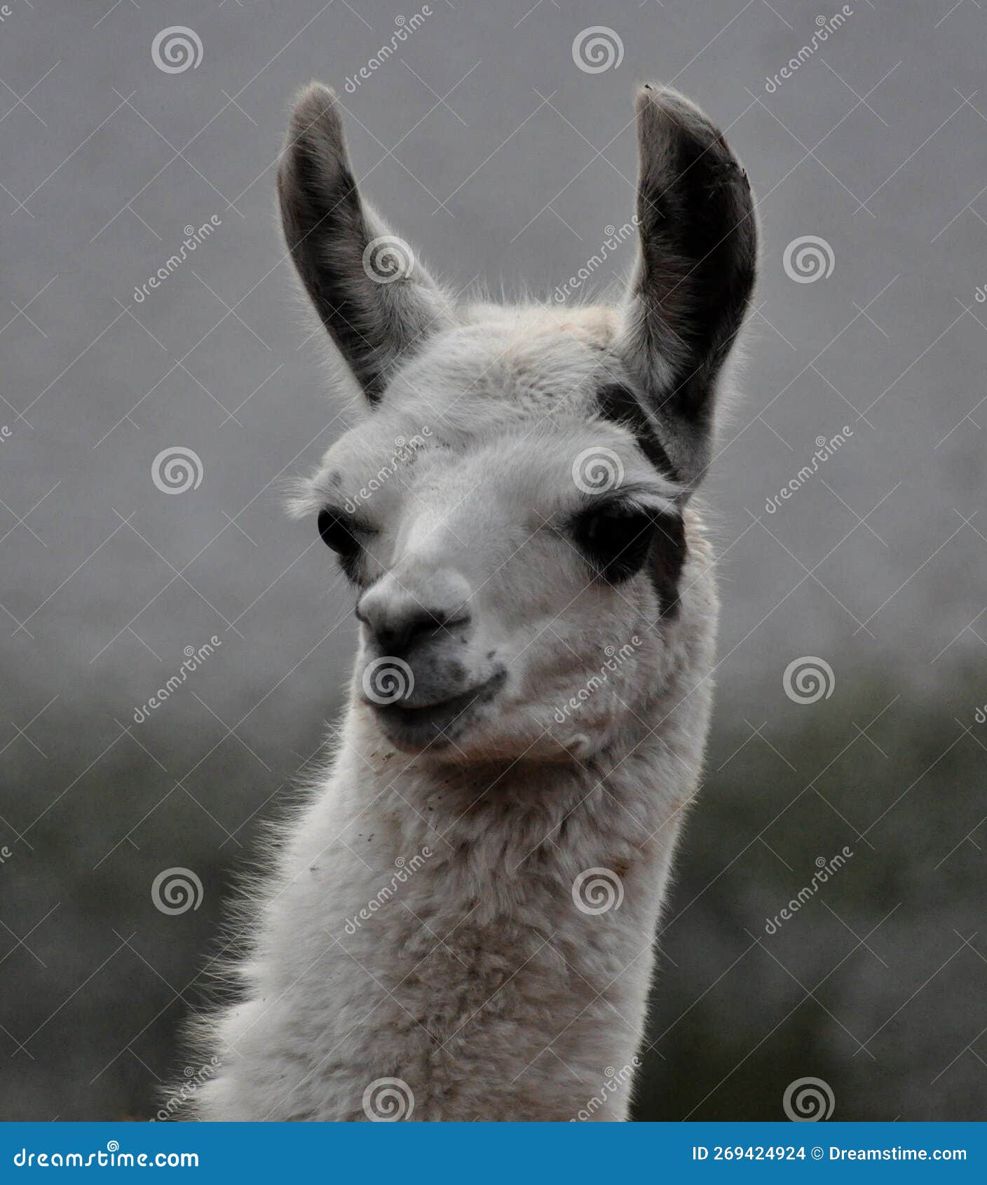 Llama (Lama glama) stock photo. Image of lama, peruvians - 269424924
