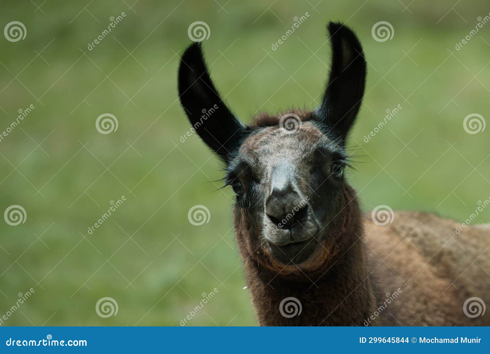 A Llama Lama glama stock photo. Image of softness, cool - 299645844