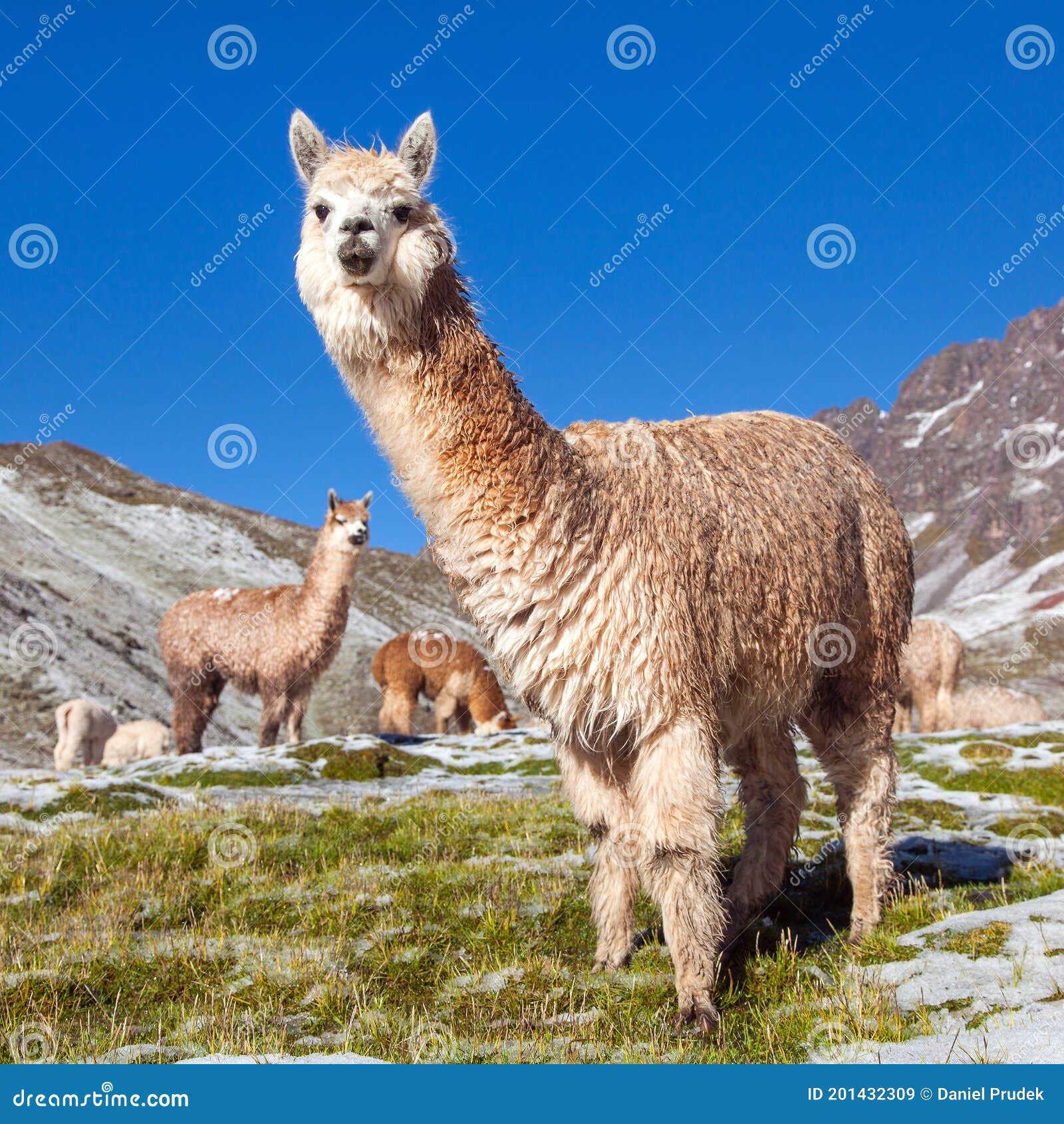 Llama or Lama, Group of Lamas on Pastureland Stock Image - Image of ...