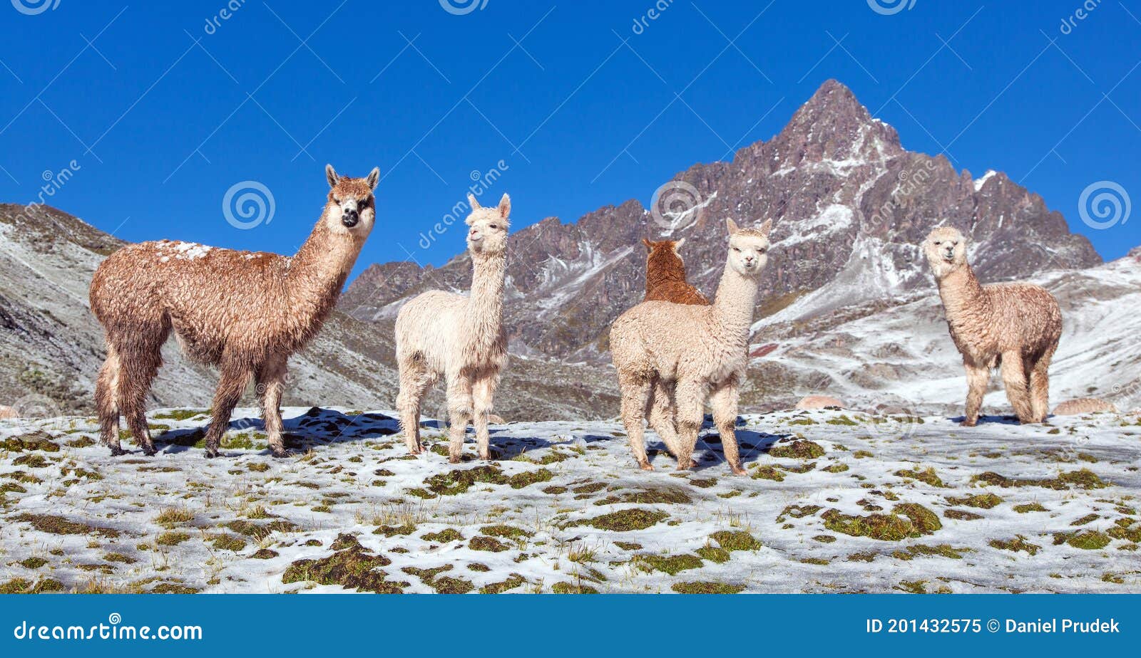 Llama or Lama, Group of Lamas on Pastureland Stock Image - Image of ...