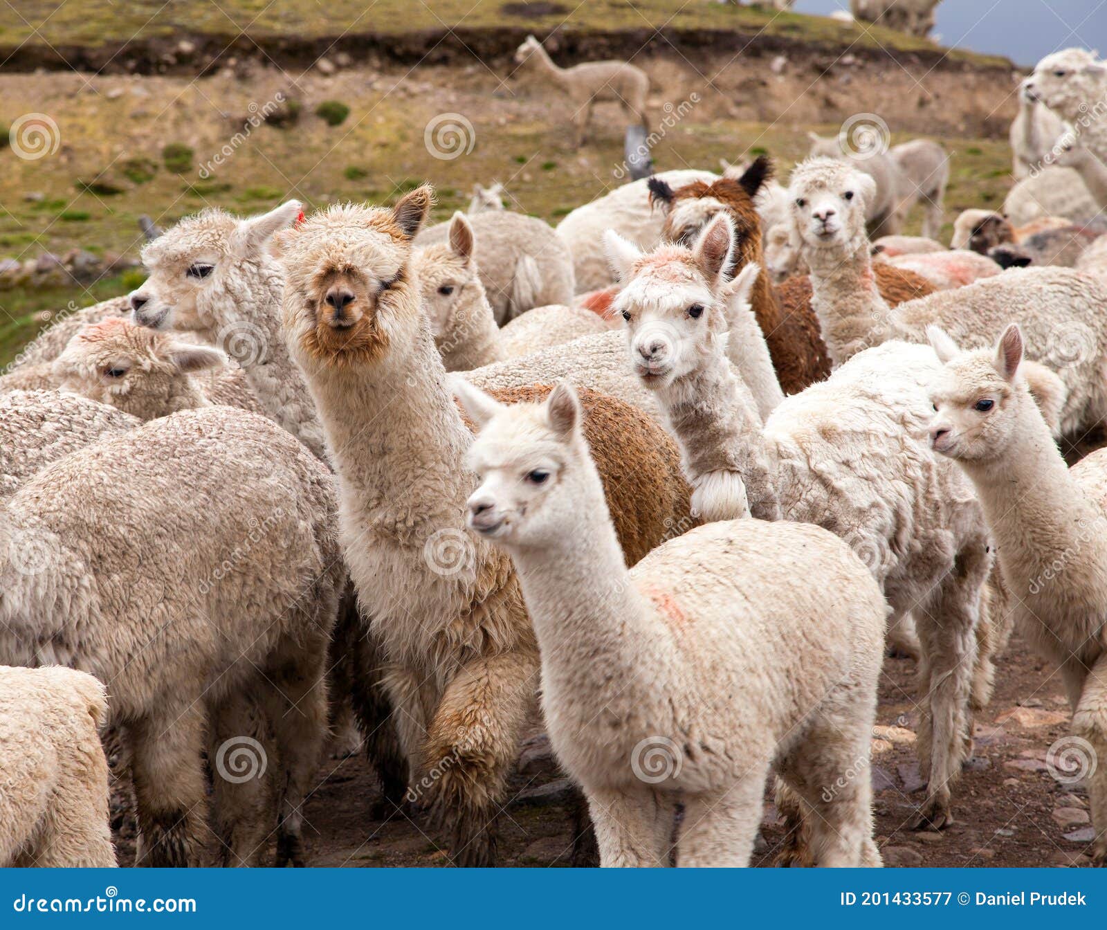 Llama or Lama, Group of Lamas on Pastureland Stock Image - Image of ...