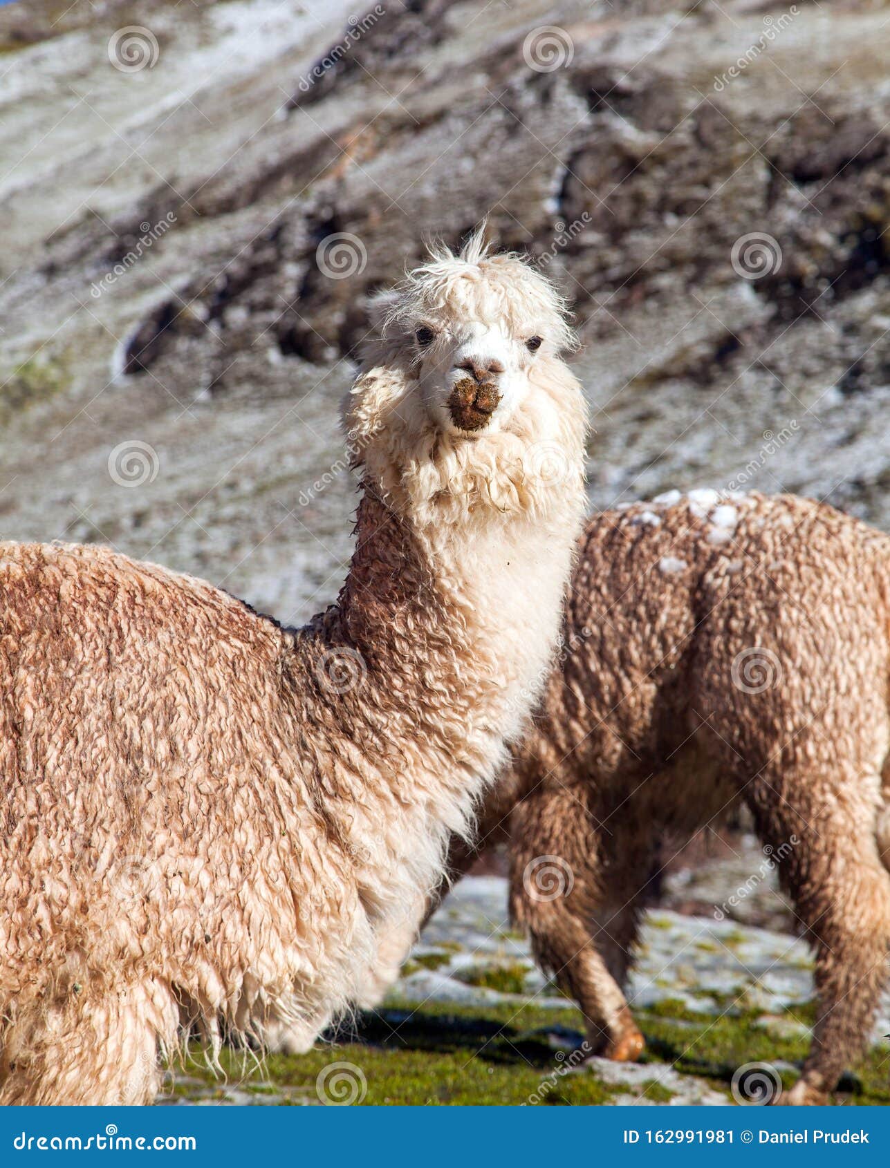 Llama or lama on mountains stock image. Image of altiplano - 162991981