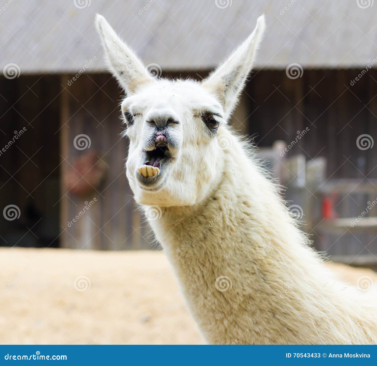 Llama lama smile stock image. Image of peru, close, funny - 70543433