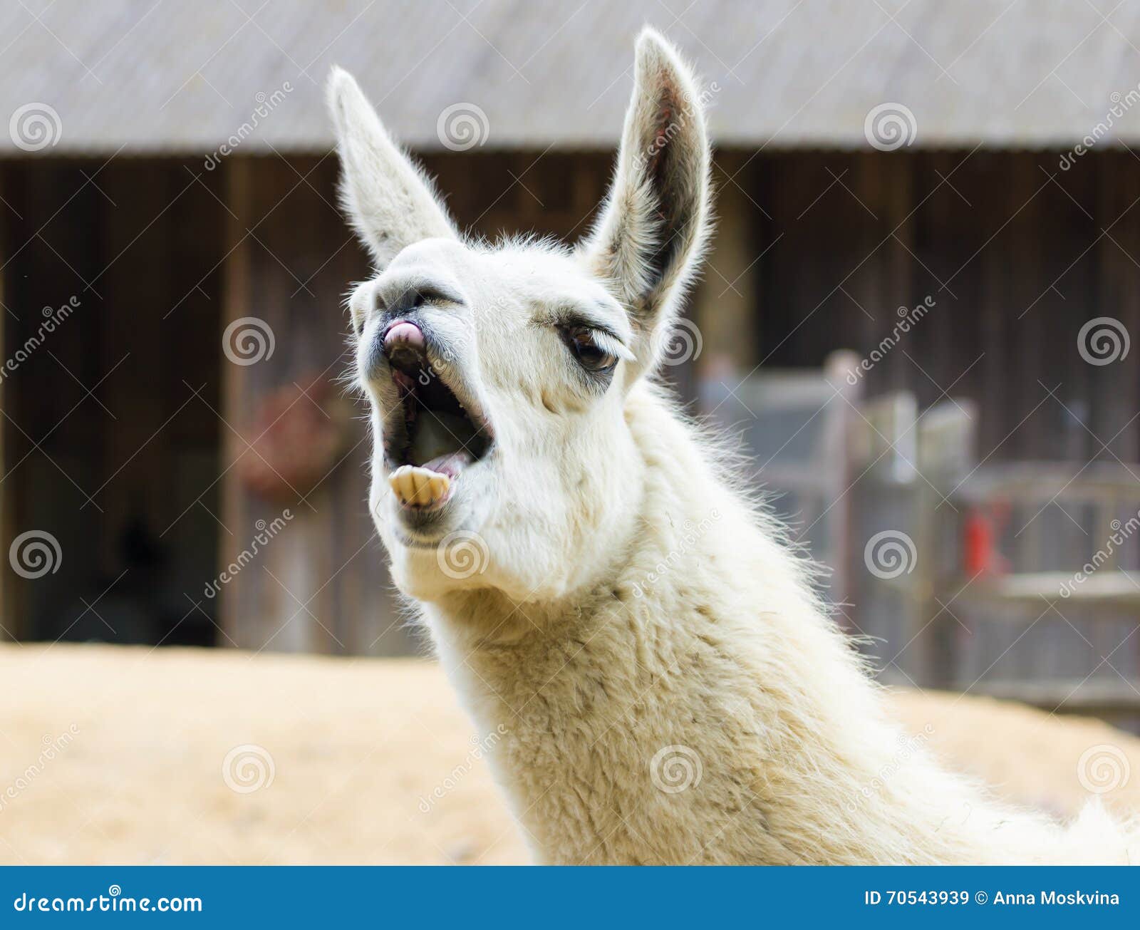 Llama lama smile stock image. Image of portrait, andes - 70543939