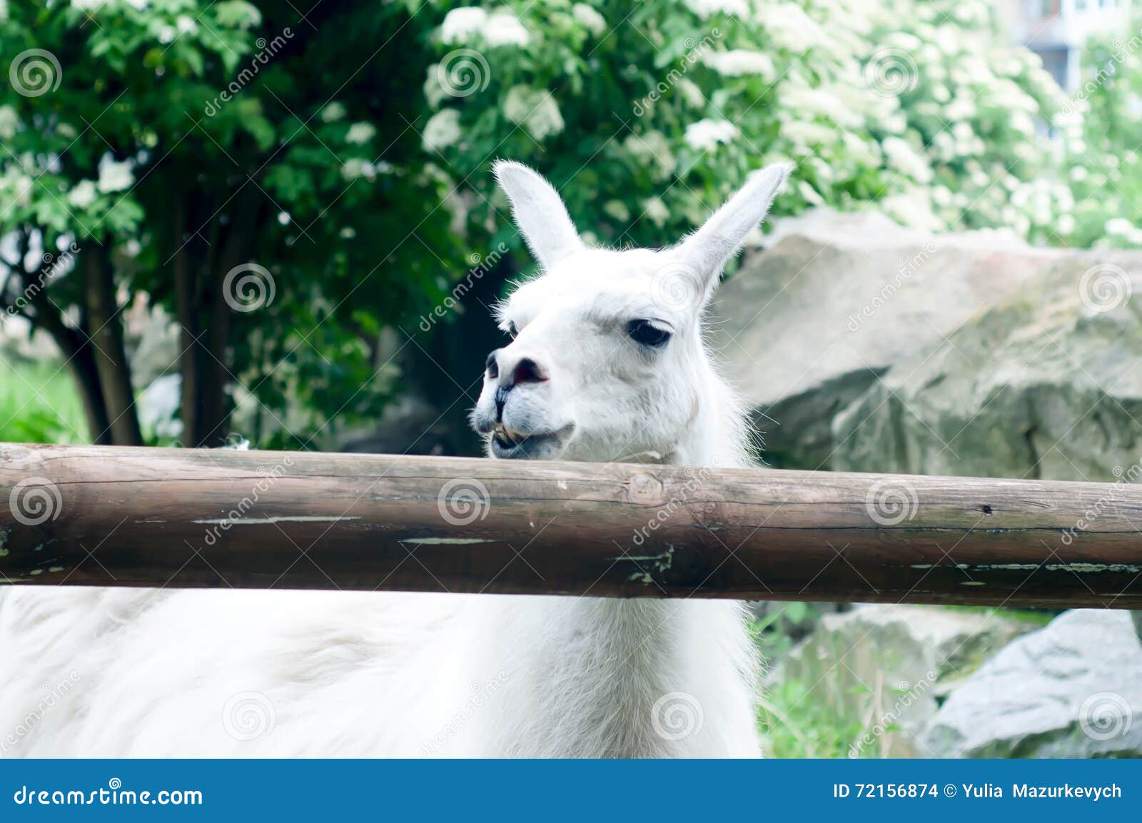 Llama lama in the zoo stock photo. Image of enclosured - 72156874