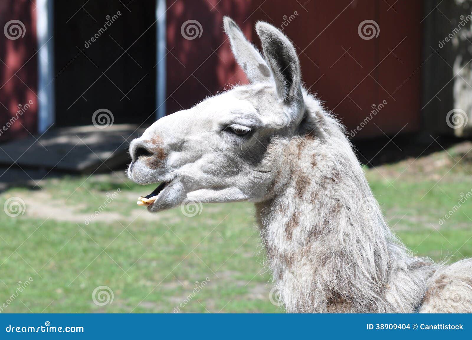 Llama, llama... stock photo. Image of head, profile, face - 38909404