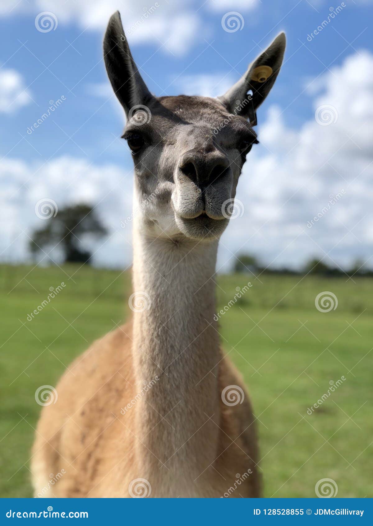 Llama llama llama stock image. Image of farm, wildlife - 128528855