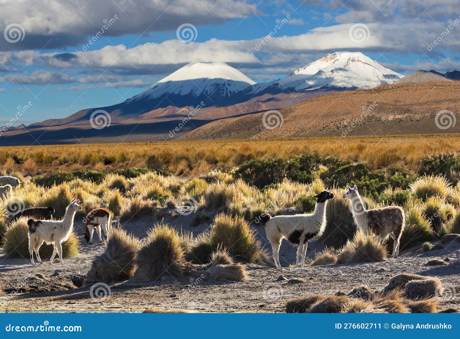 Llama stock image. Image of mammal, rural, llama, inca - 276602711
