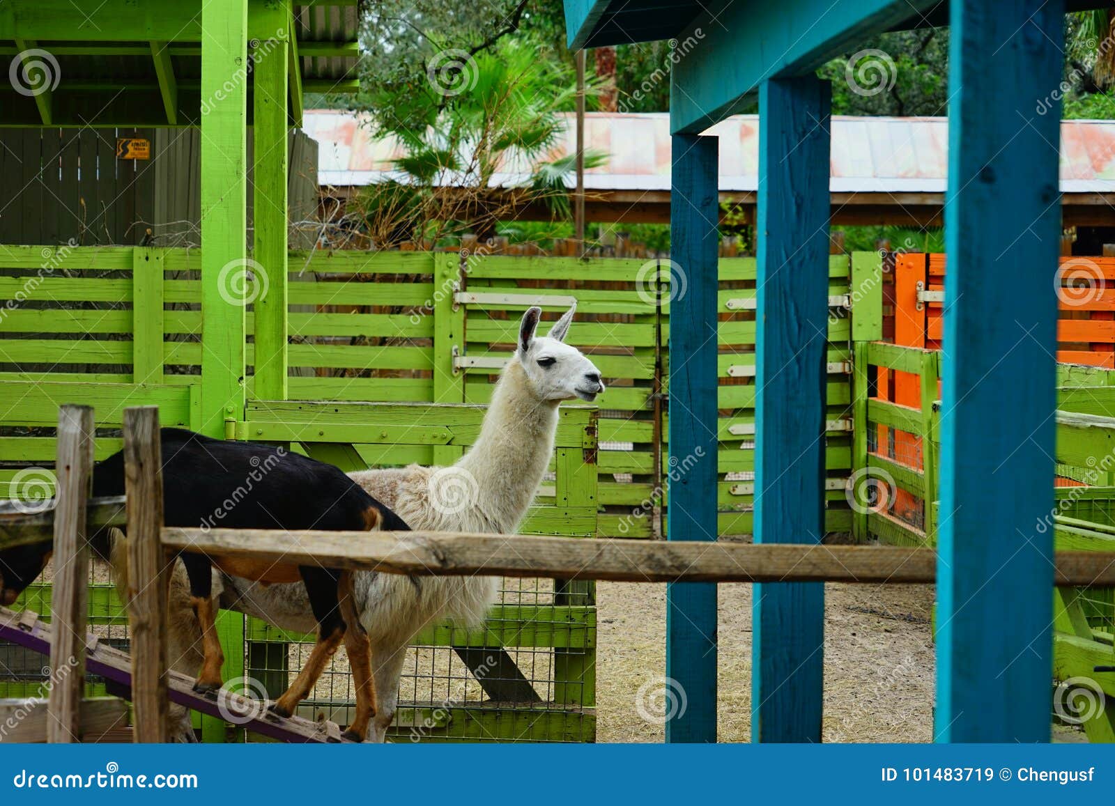 A llama. stock image. Image of blue, attract, adult - 101483719
