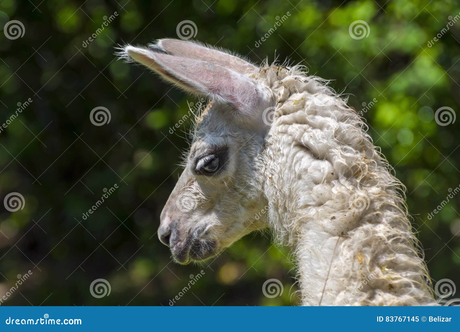 Llama Looking Down stock image. Image of white, foal - 83767145