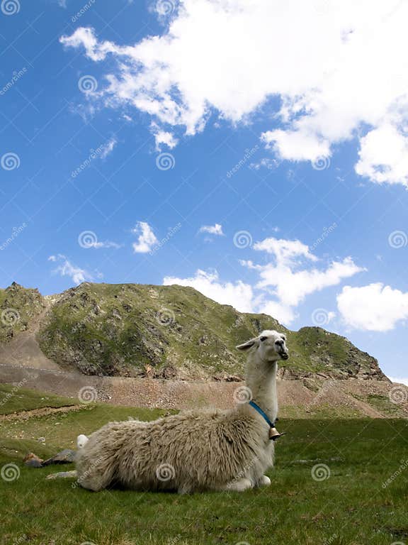 Llama lying down stock image. Image of america, nature - 6412481