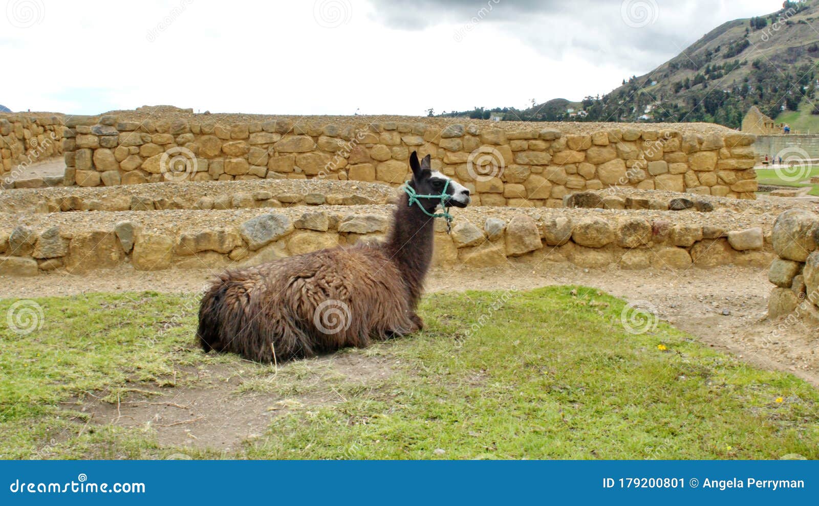 Llama Lying Down at Ingapirca Stock Image - Image of archeology, canar ...