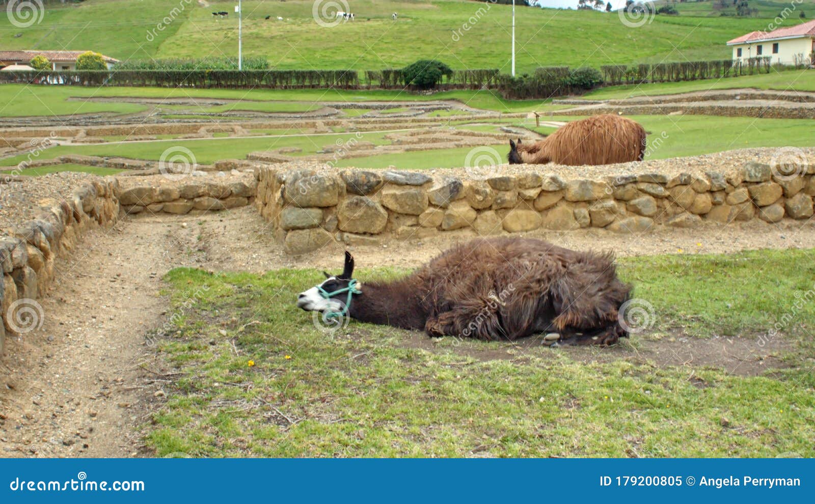 Llama Lying Down at Ingapirca Stock Image - Image of park, grass: 179200805
