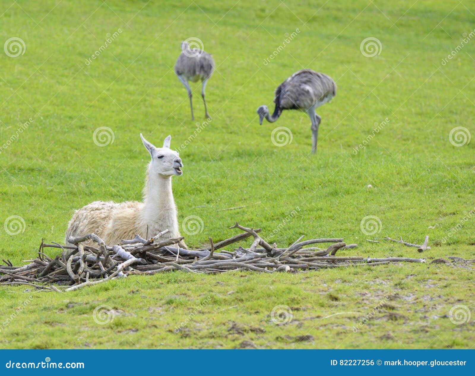 Llama Lying on Woodpile Calling Stock Photo - Image of branches, animal ...