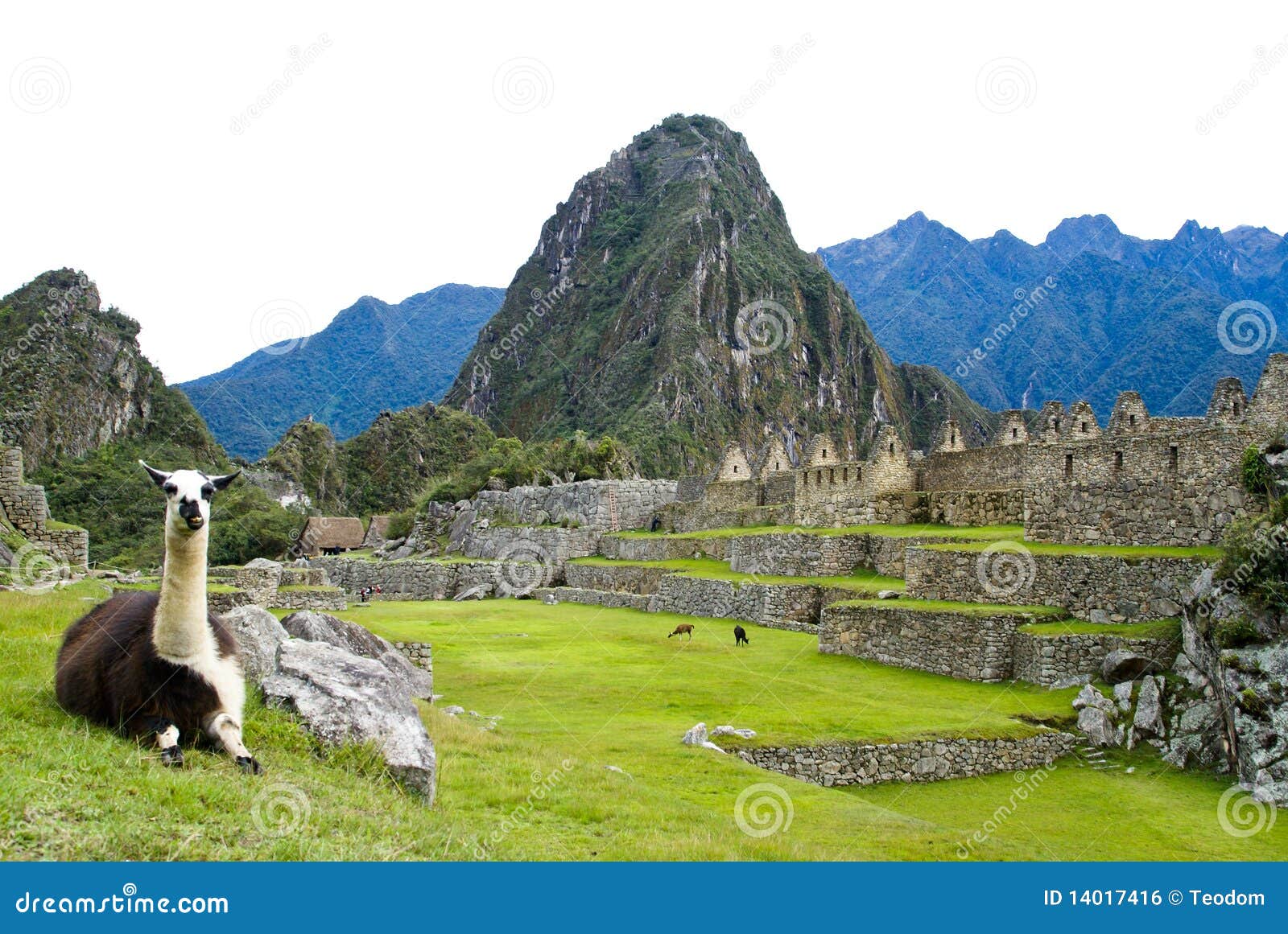 Llama at Machu Picchu, Peru Stock Photo - Image of archaeological, mist ...