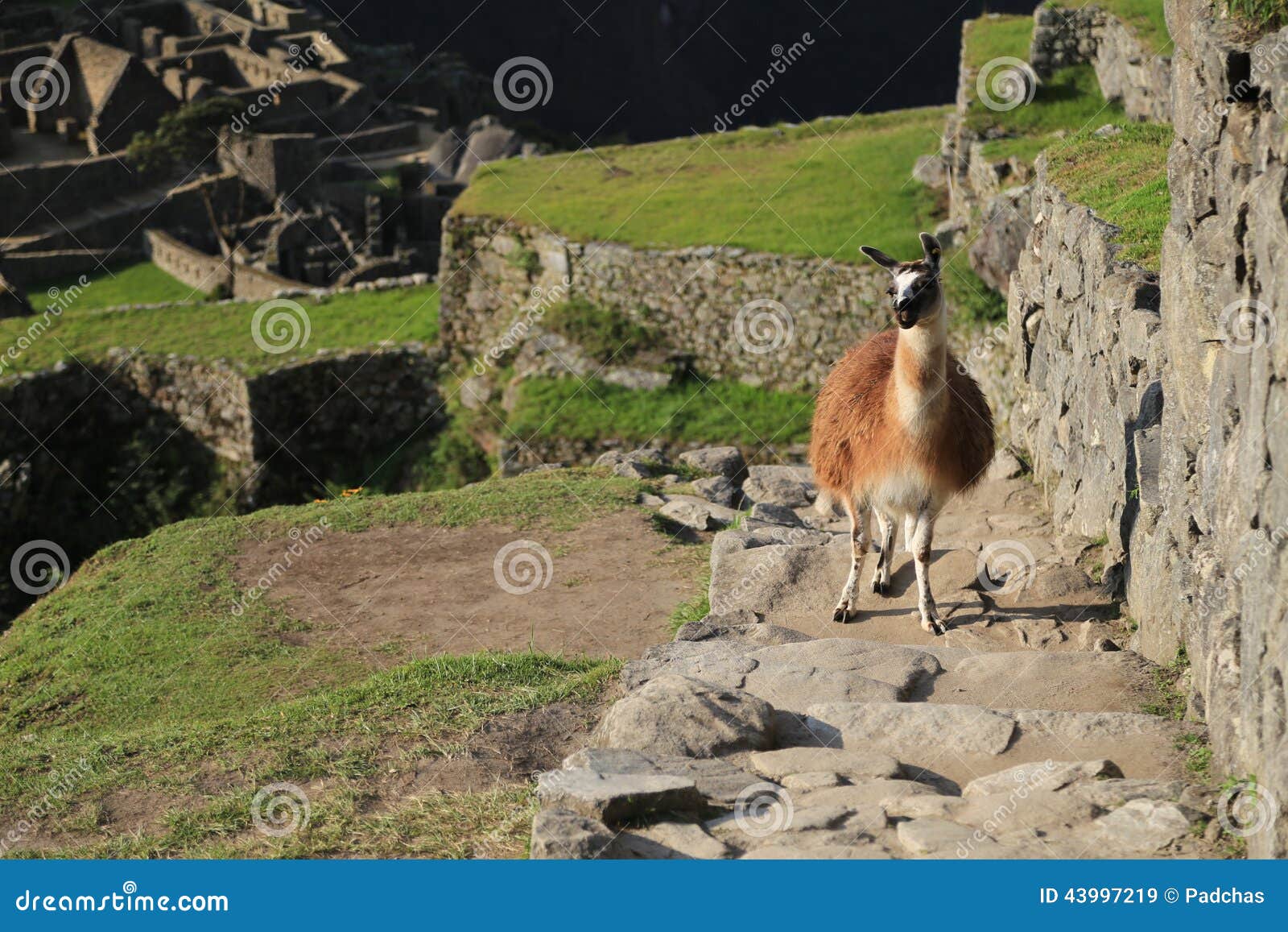 Llama at Machu Picchu, Peru Stock Image - Image of famous, south: 43997219